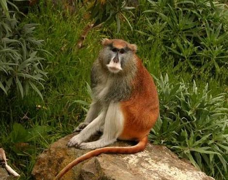 Patas Monkey - True Wildlife Creatures