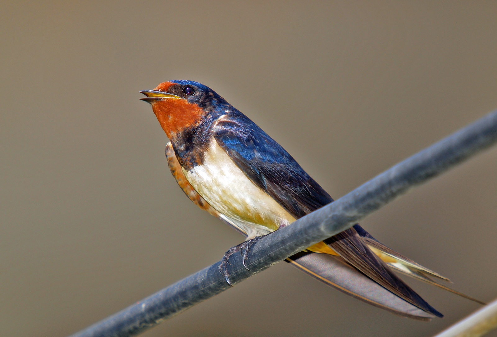 Το χελιδόνι