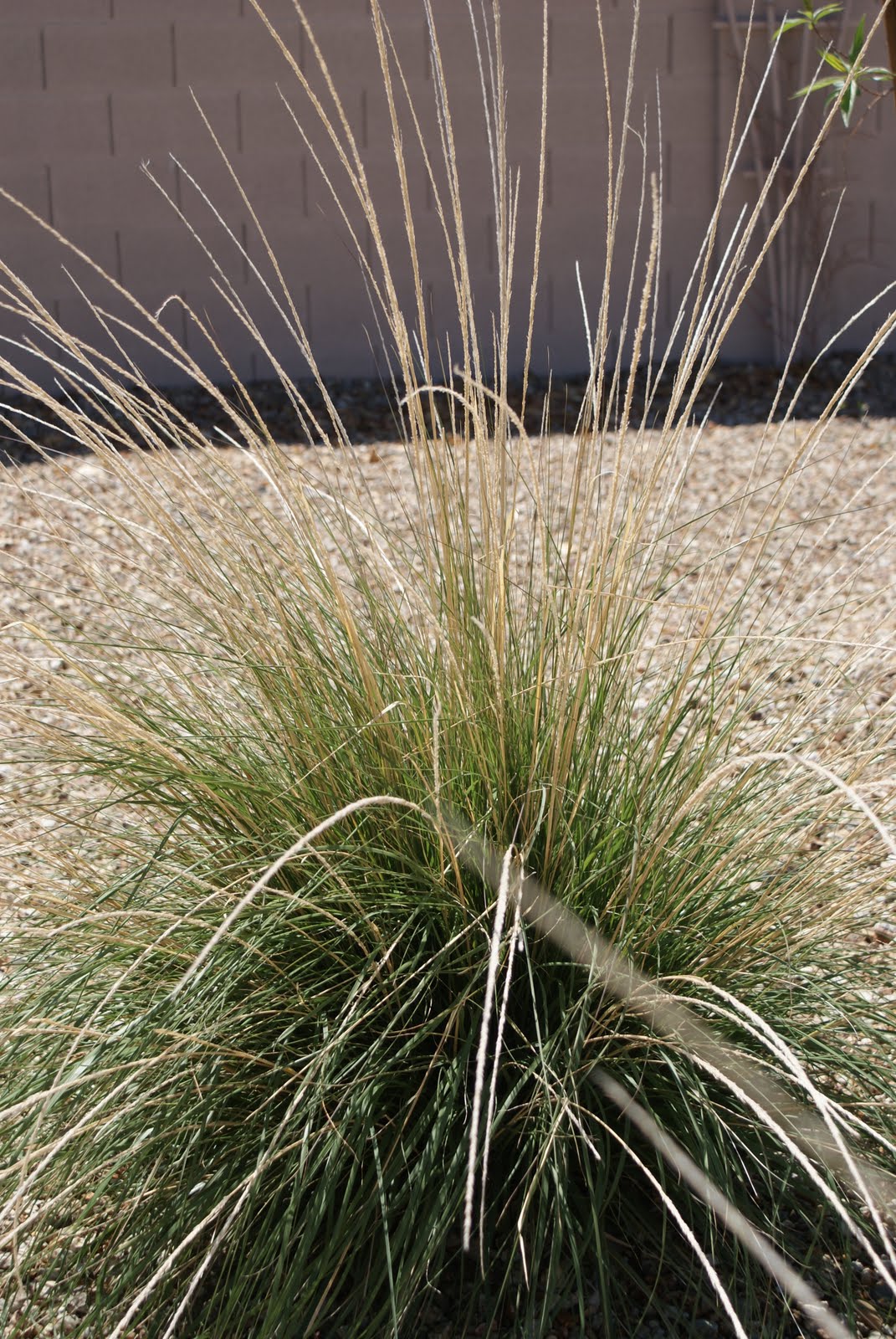 Day By Day: Graceful Grasses