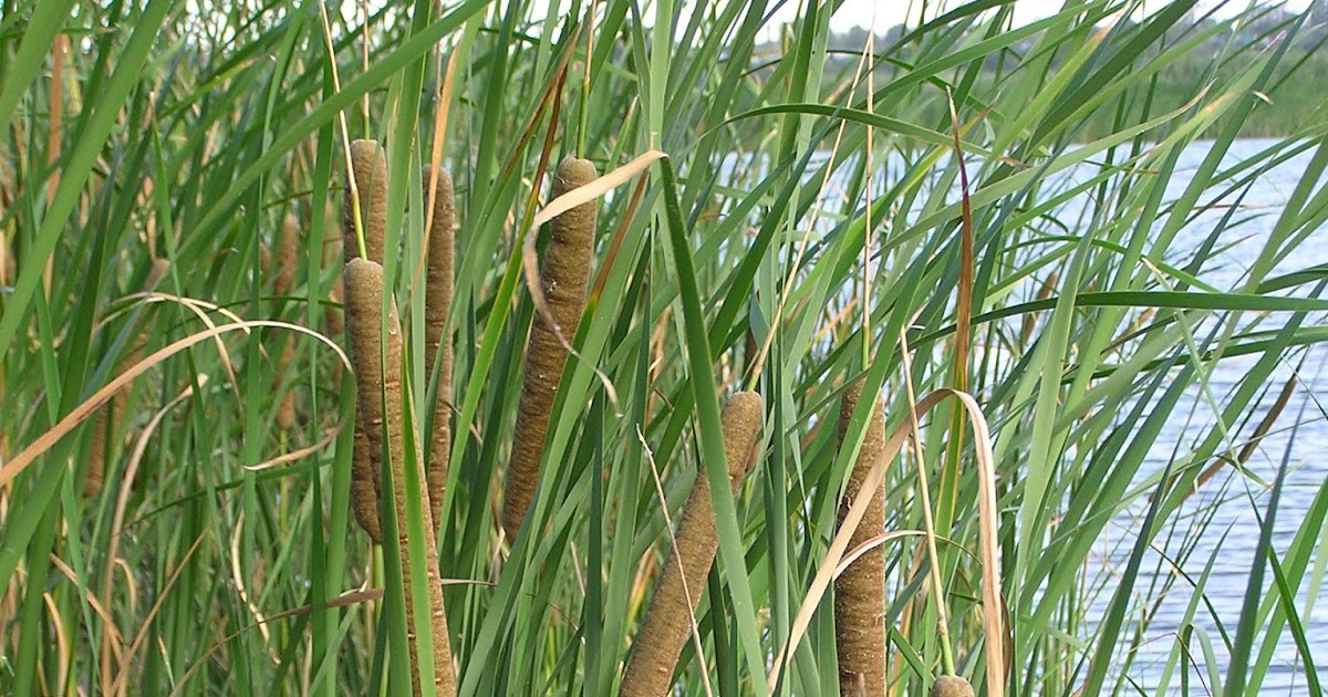 Variety of Life: Poales