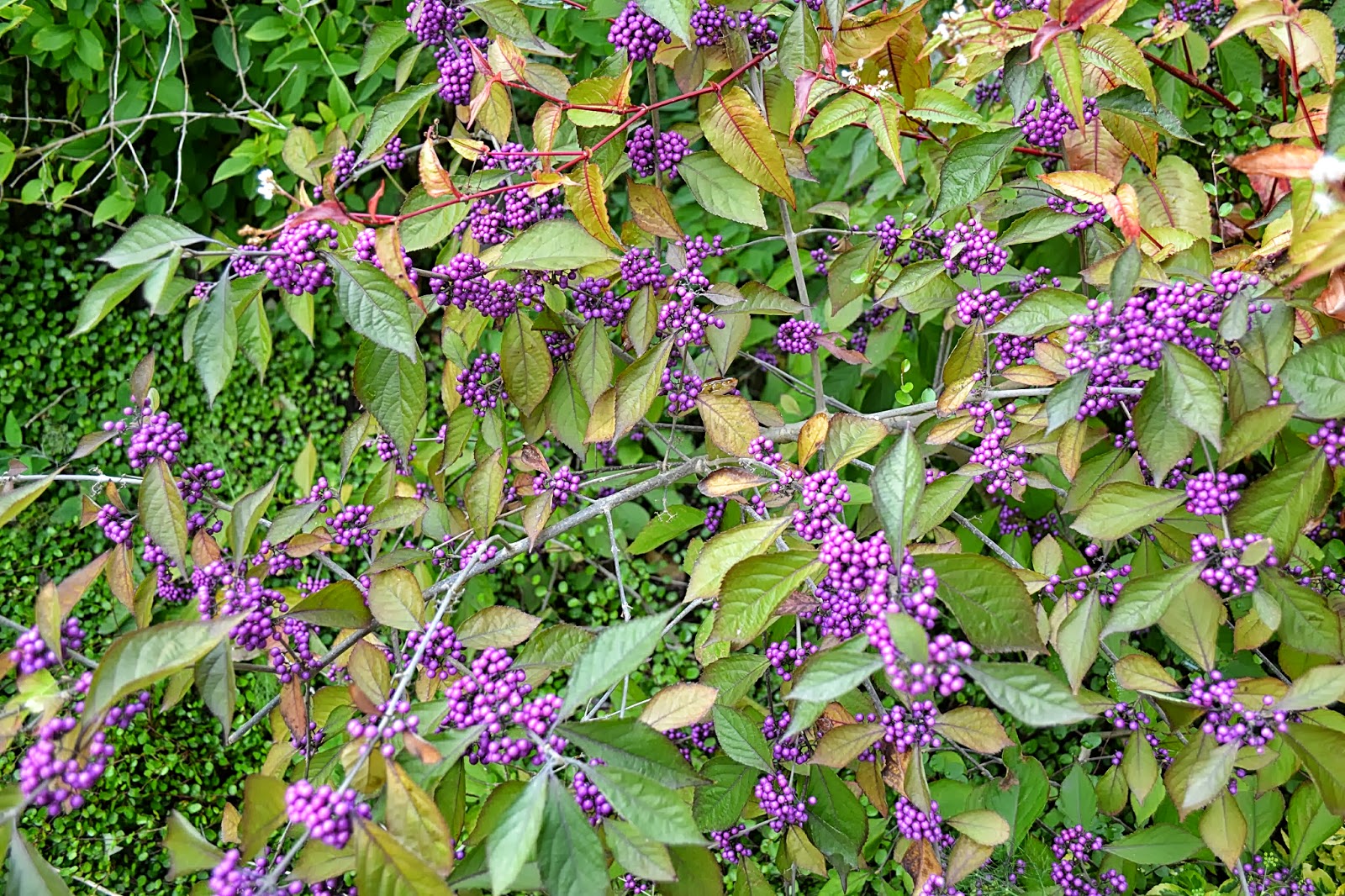 The Outlaw Gardener: Callicarpa 'Profusion', My Favorte Plant This Week.