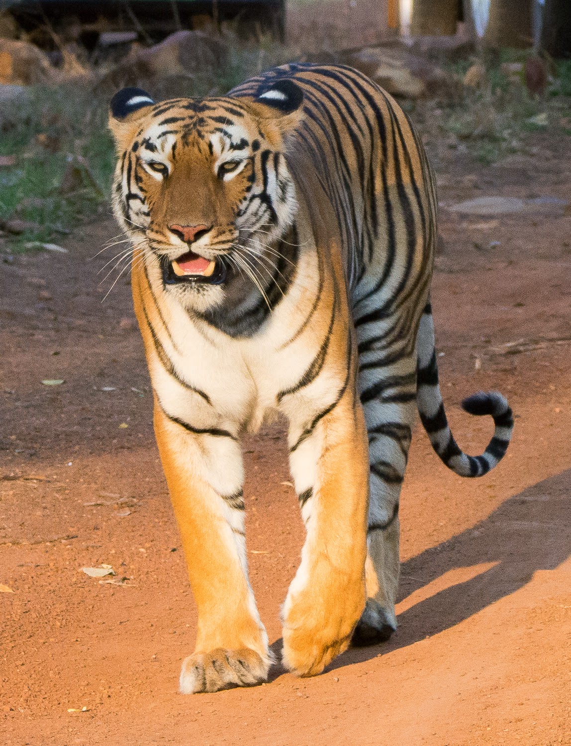 World Travel - Marc & Peggy Faucher: Oh Maya!