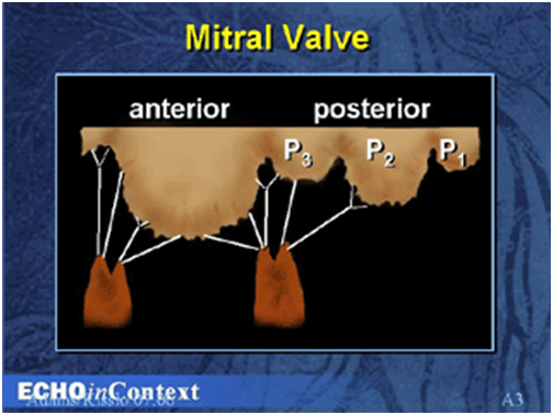 TENTANG JANTUNG: PENYAKIT KATUB JANTUNG