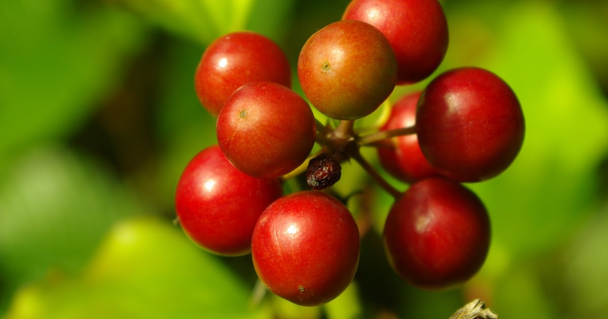 HEALTH BENEFITS OF TURKEY BERRY