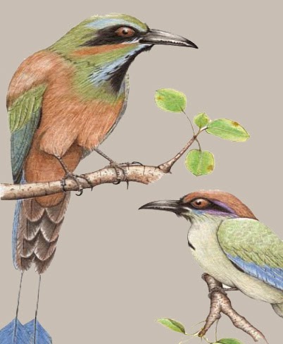 Cipactli Organización Ecológica y Sustentable : La leyenda maya del ...