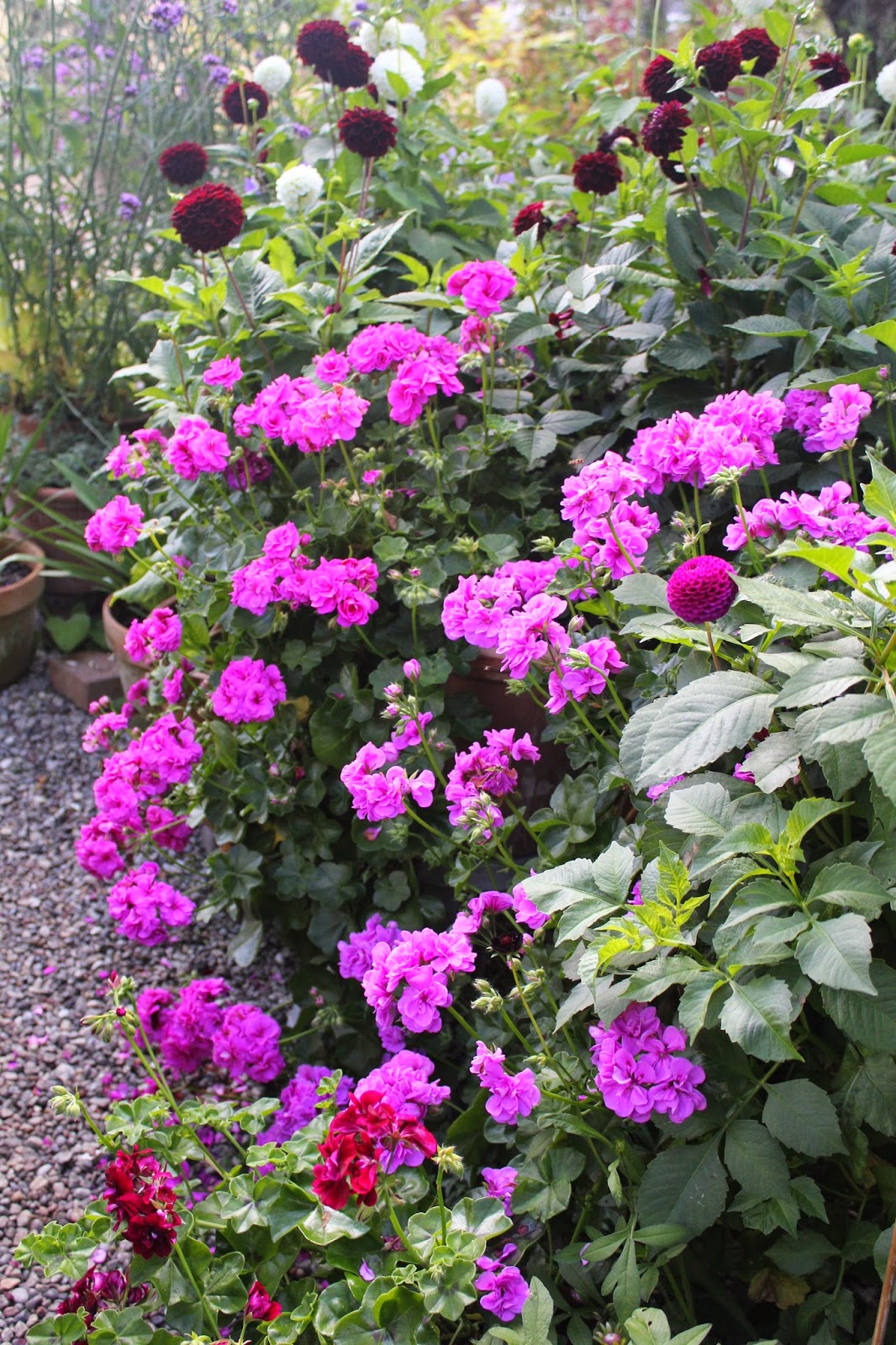 hagen vår: Fargen rosa