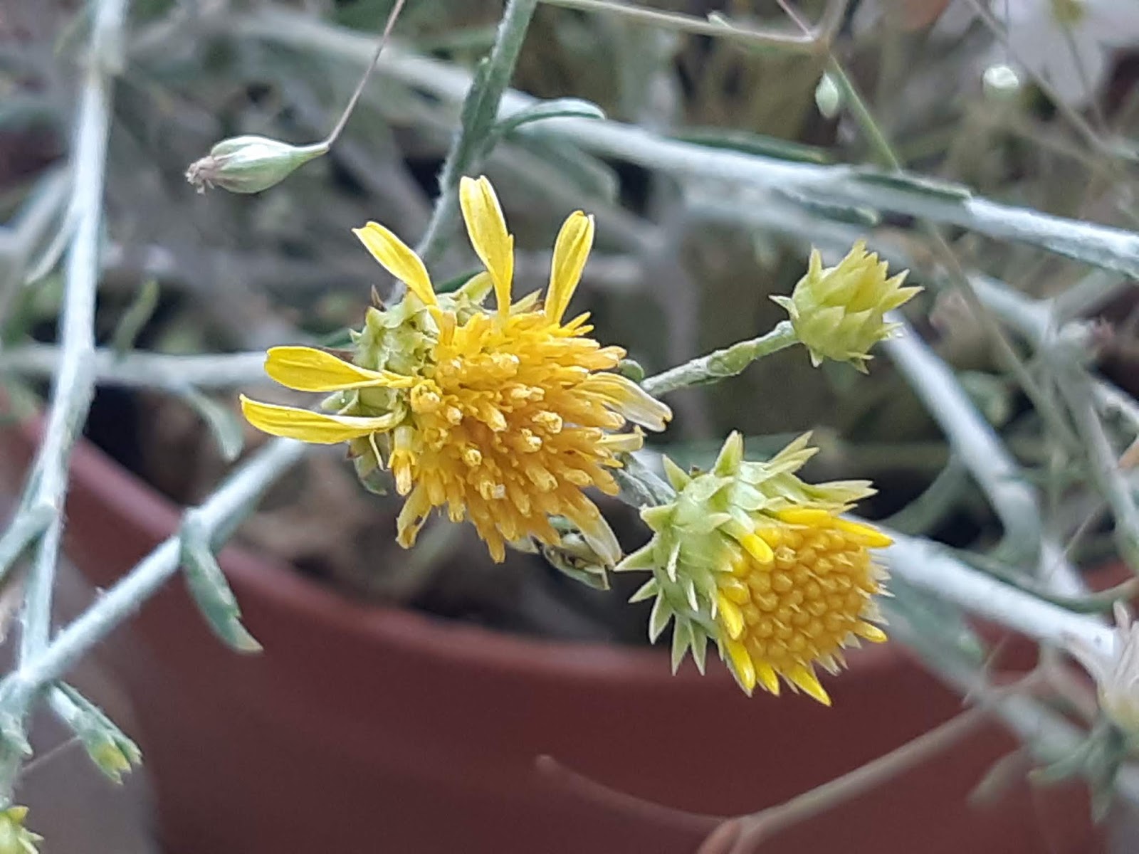 സമന്വയനം