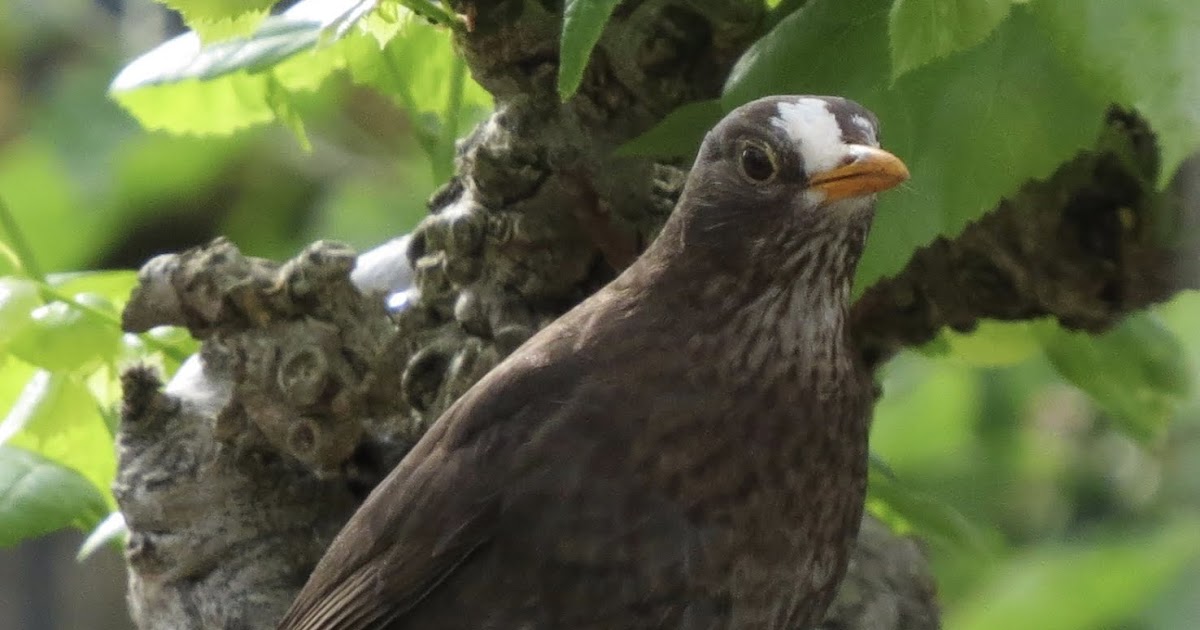 Wings and Roundabout: Badger.