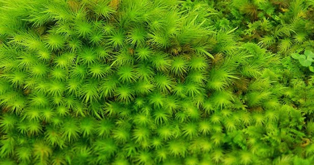 Phylum Bryophyta Liverworts