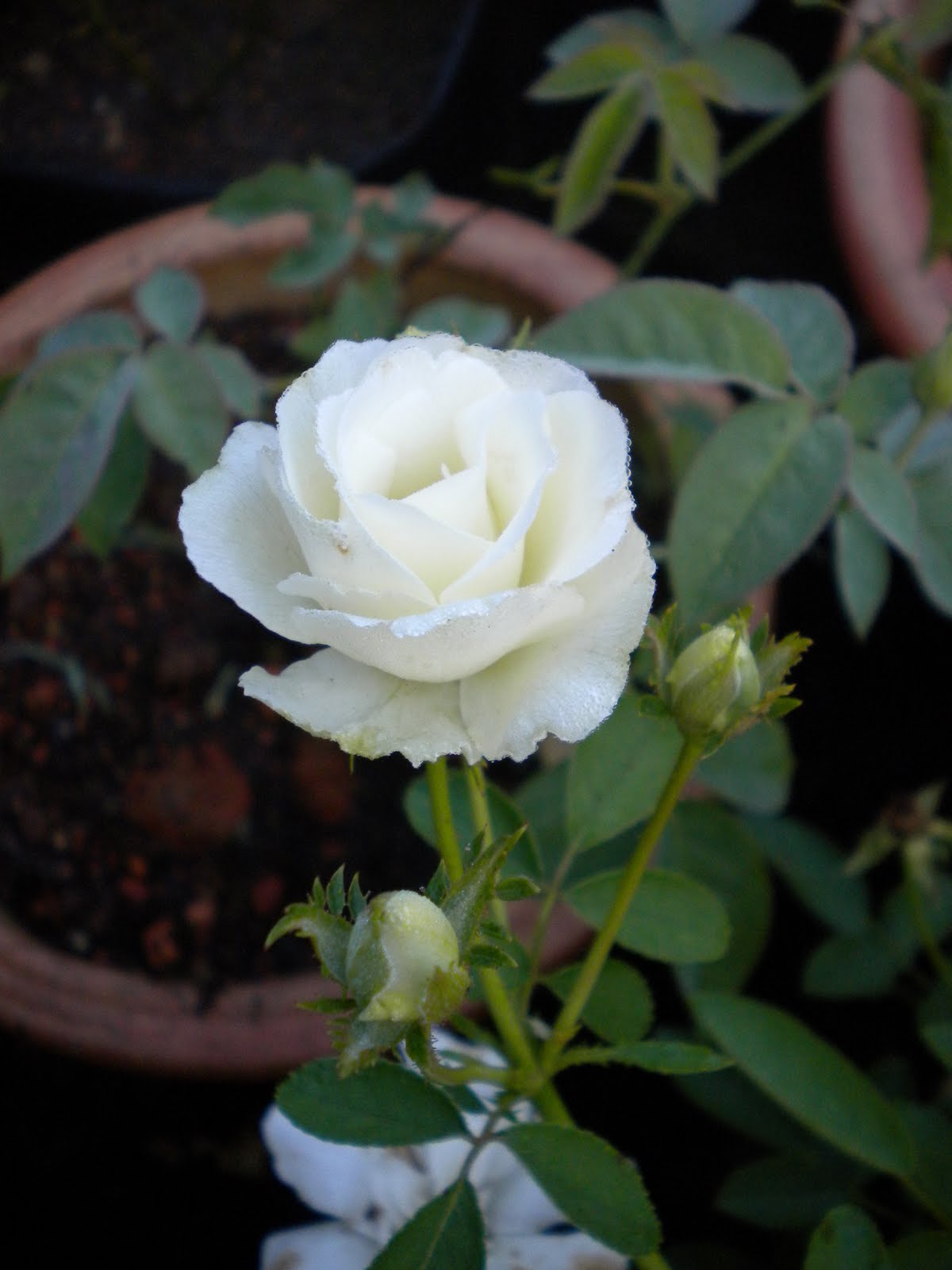 pokok-pokok: Pokok Bunga Ros Jenis Memanjat ( Climbing Rose)
