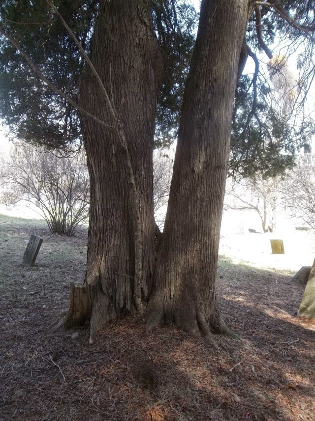 Future Plants by Randy Stewart: Thuja - Arborvitaes