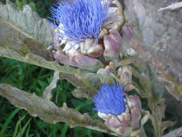 Perfumes y luces de Extremadura: Alcachofa o Alcaucil. Cynara Scolymus.