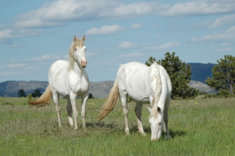critter glitter: pretty pretty ponies.