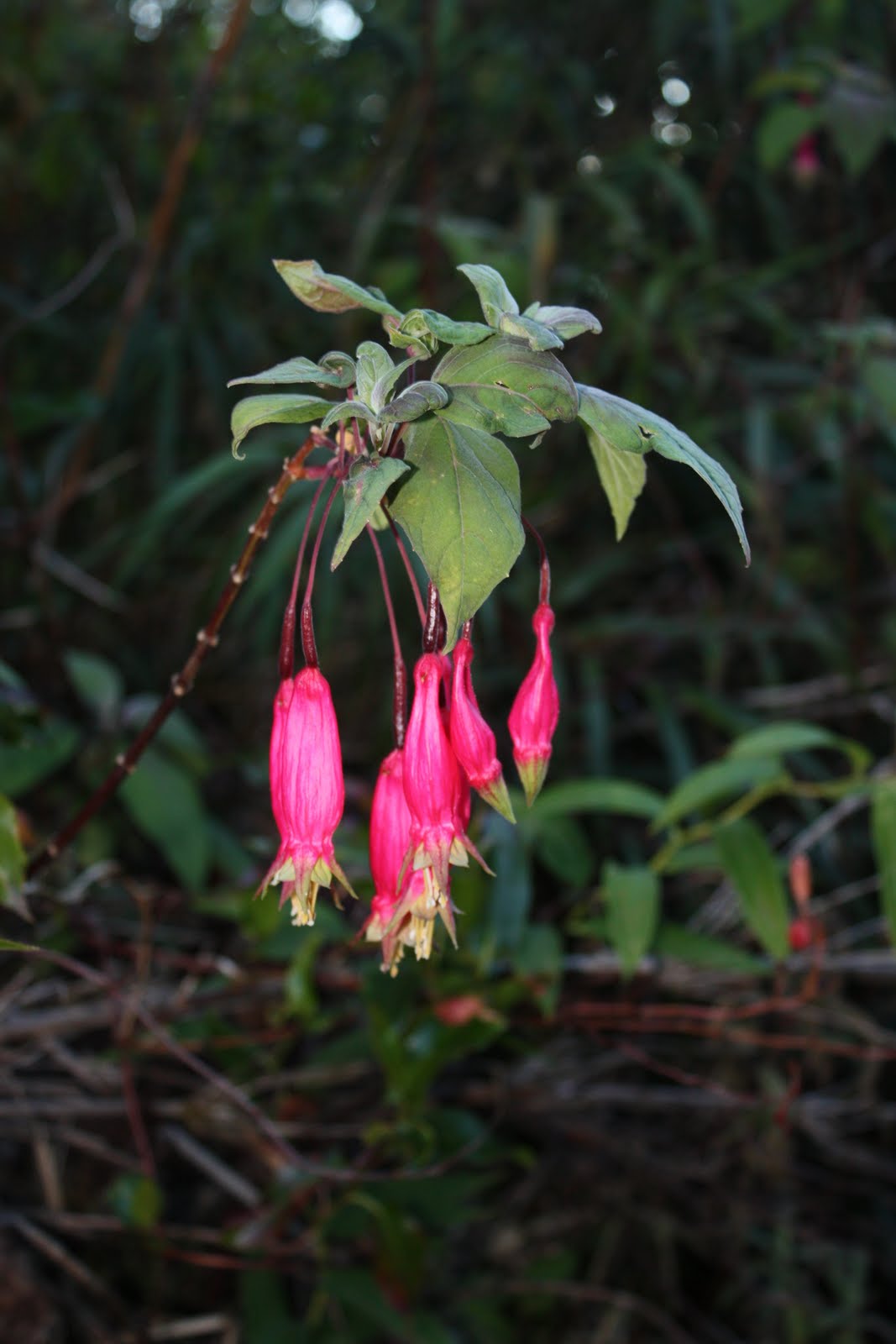 Costa Rica Journal: The Ascent of Mount Chirripo