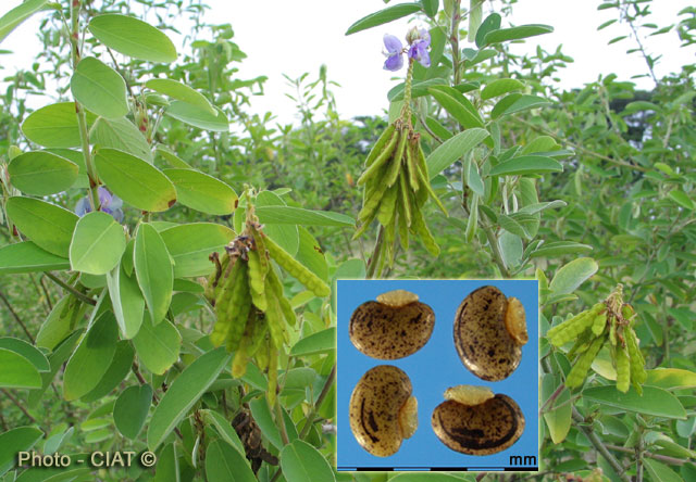 Flora de Puerto Rico Ilustrada Papo Vives: FABOIDEAE CORADIOCALIX ...