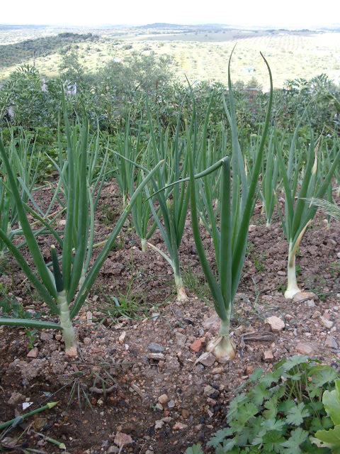 Flora y fauna de Segura de León: Cebolla (Allium cepa)