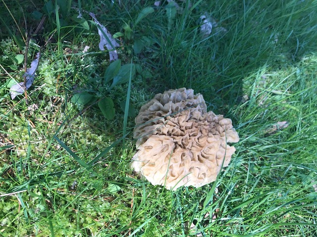 Finding my morel compass