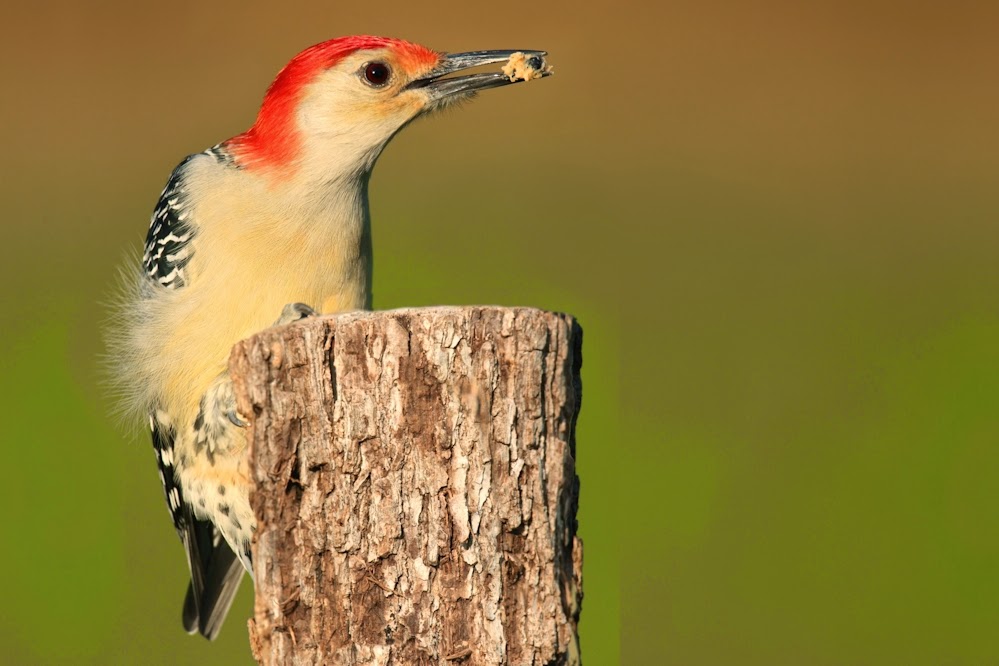 Steve Byland Nature Photography
