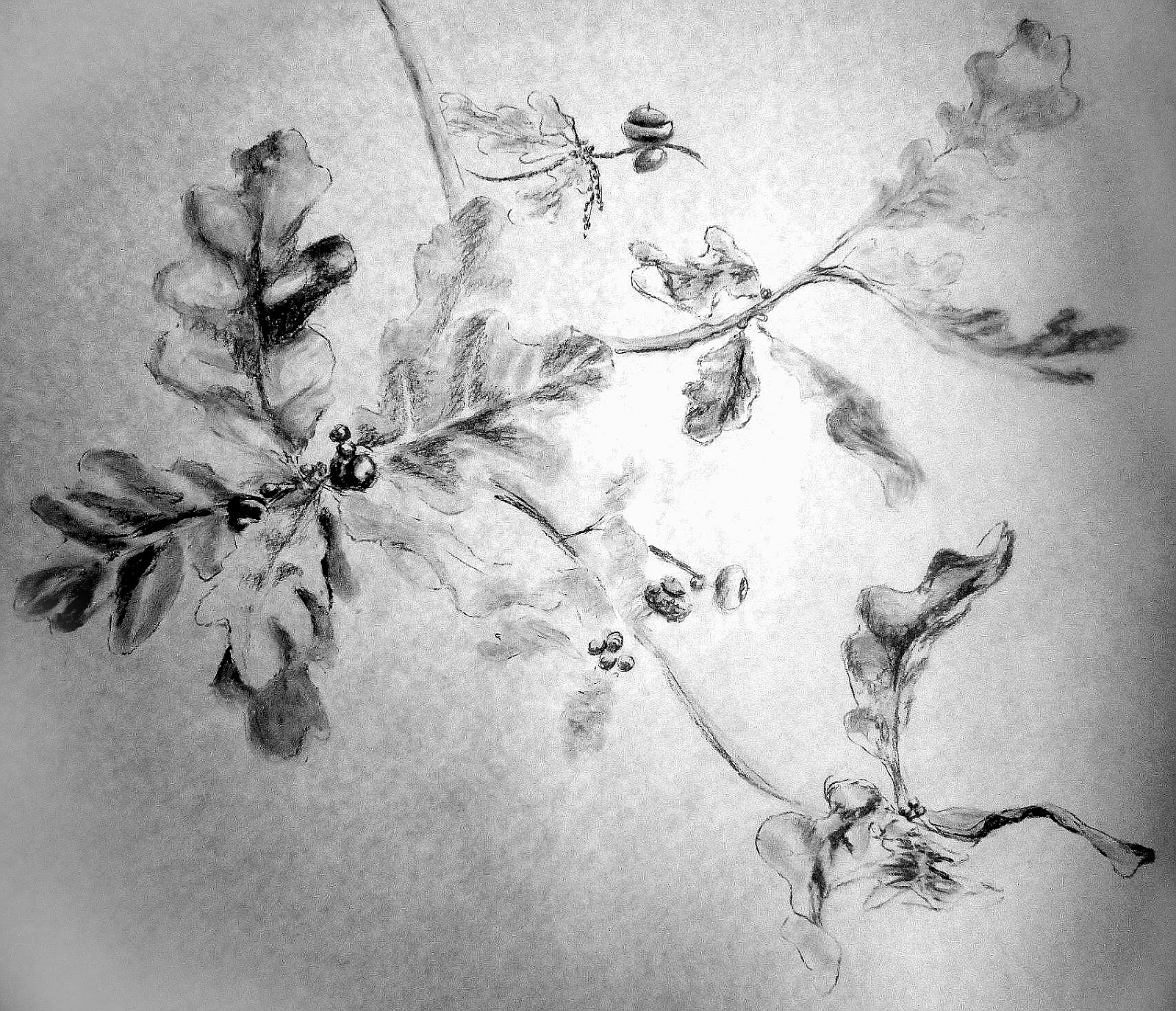 Old Maple Tree Charcoal Drawing