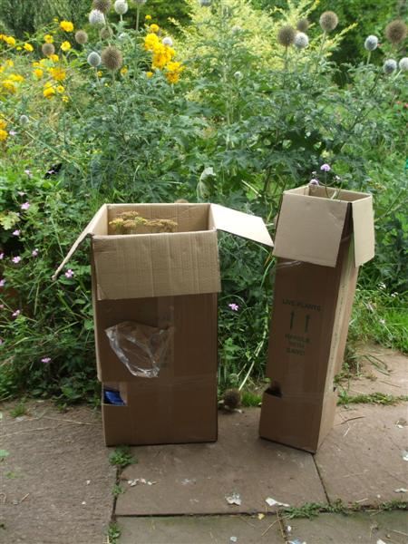 The Compost Bin: More insect attracting plants