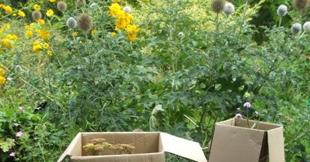 The Compost Bin: More insect attracting plants