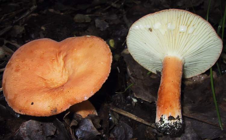 Setas y hongos: Níscalo arrugado - Lactarius rugatus