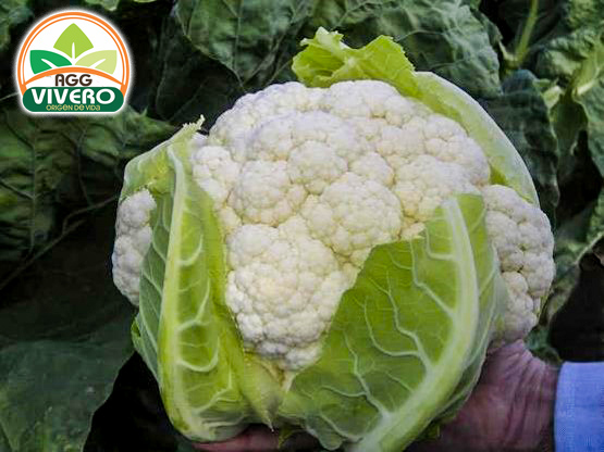 Coliflor ~ Viveros AGG - Origen de Vida