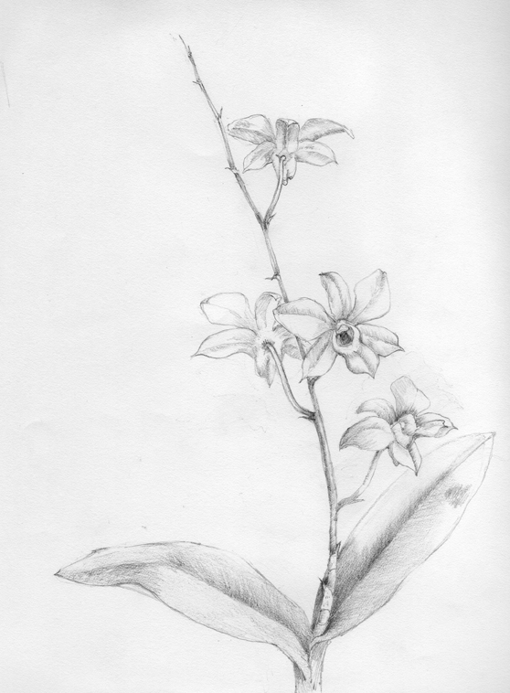 Maza Studio: Observational Studies