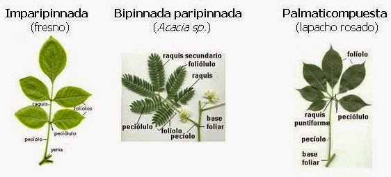 Hablemos de....: Hoja: Función, estructura, adaptación al medio y ...