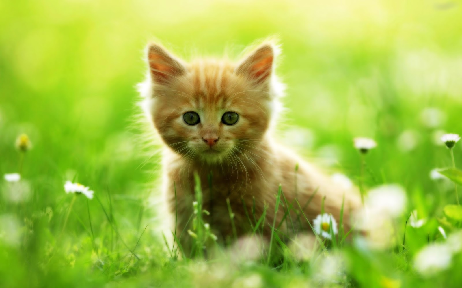 Photo de chat: Petit chat en pleine nature