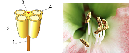 Biologia 1: Reproducción en plantas (I)