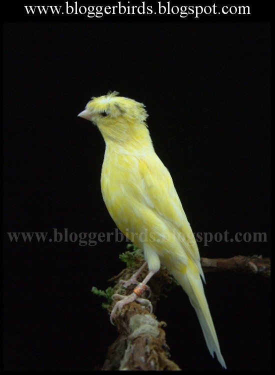 Birdsblog: Canário Rheinlander (Euroasier)