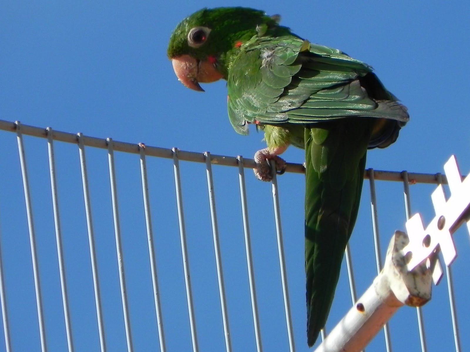 FOTO DESFOQUE: Maritaca Maracanã