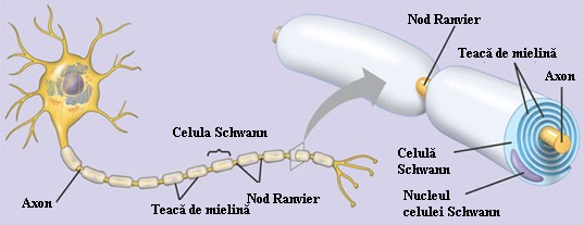 Neuronul ~ Admitere Facultatea de Medicina & Farmacie
