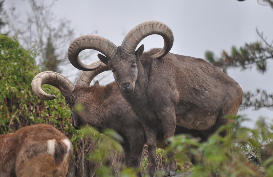 ZOOTOGRAFIANDO (6.100 ANIMALS): TUR DEL CÁUCASO ORIENTAL / EAST ...