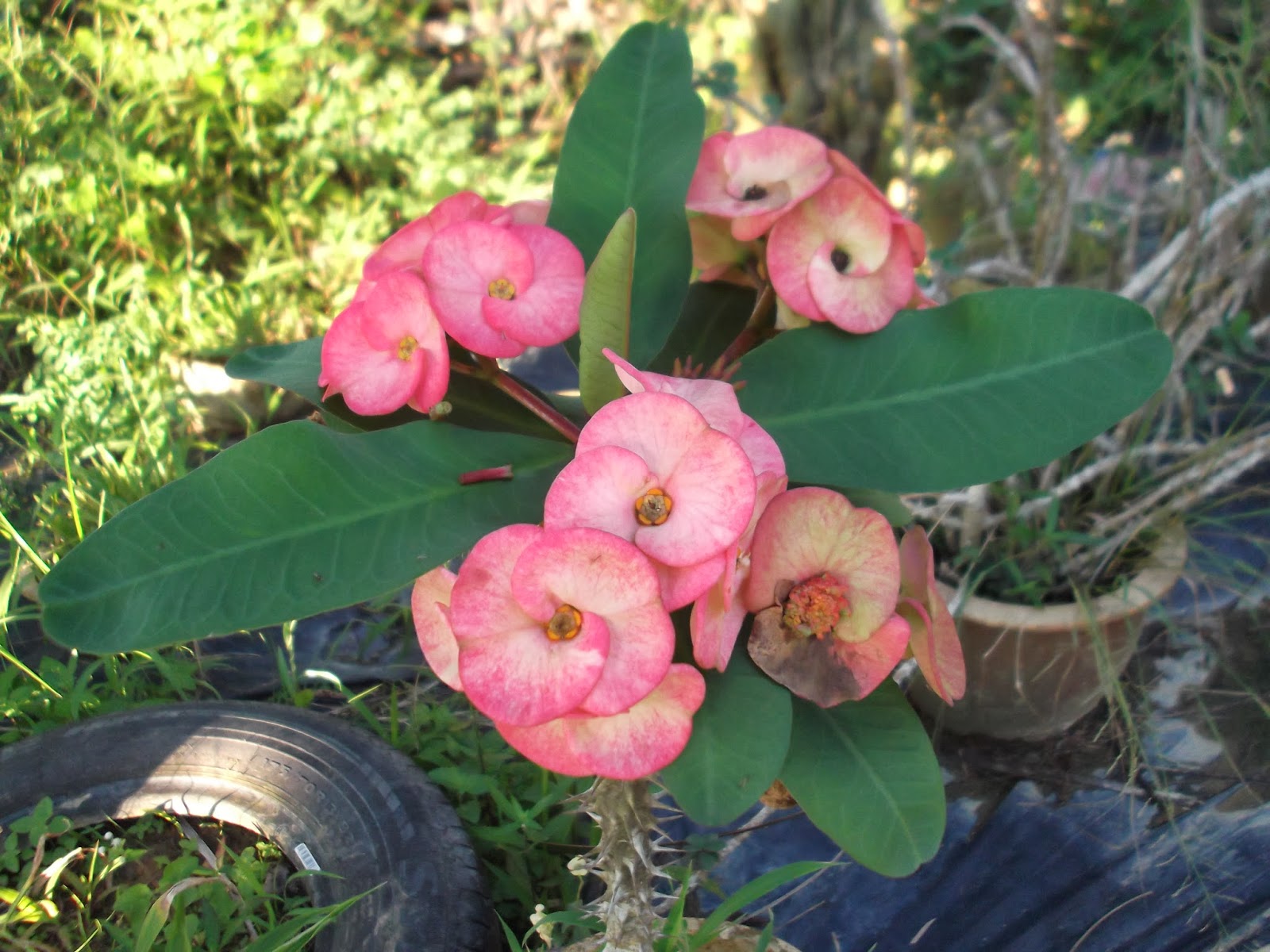 MENCARI CINTA ABADI: Bunga-bunga Cinta di Laman Syurga