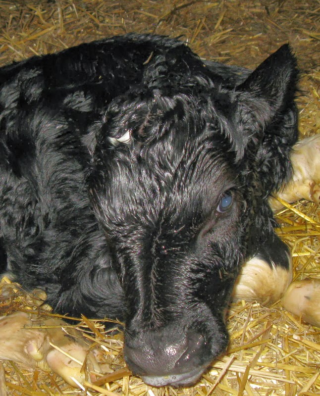 Happily married...to the cows!: A Cow and a Calf...