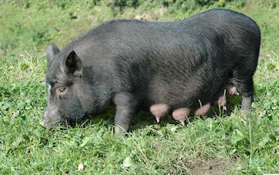 idool Una cerdita negra muy graciosa - Female black pig | wallpaper hd ...