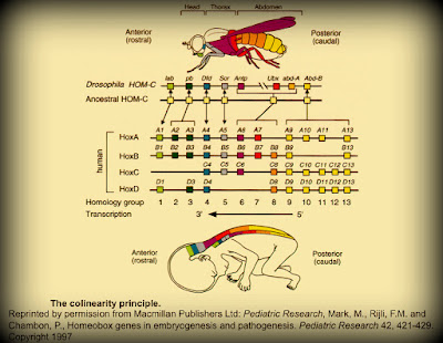 ΙΣΤΟΡΙΑ ΕΛΛΗΝΙΚΗ ΚΑΙ ΠΑΓΚΟΣΜΙΑ : ΙΣΤΟΡΙΑ ΤΟΥ ΕΛΛΗΝΙΚΟΥ ΙΝΣΤΙΤΟΥΤΟΥ ...