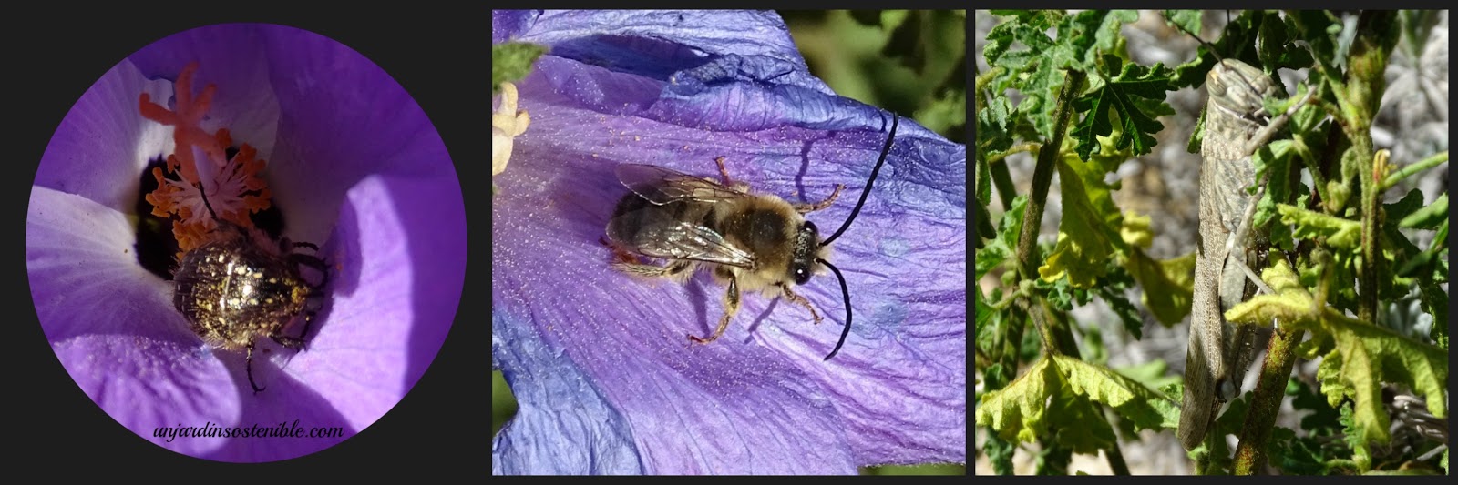 La importancia de Insectos y Pájaros en nuestro Jardín-Huerto