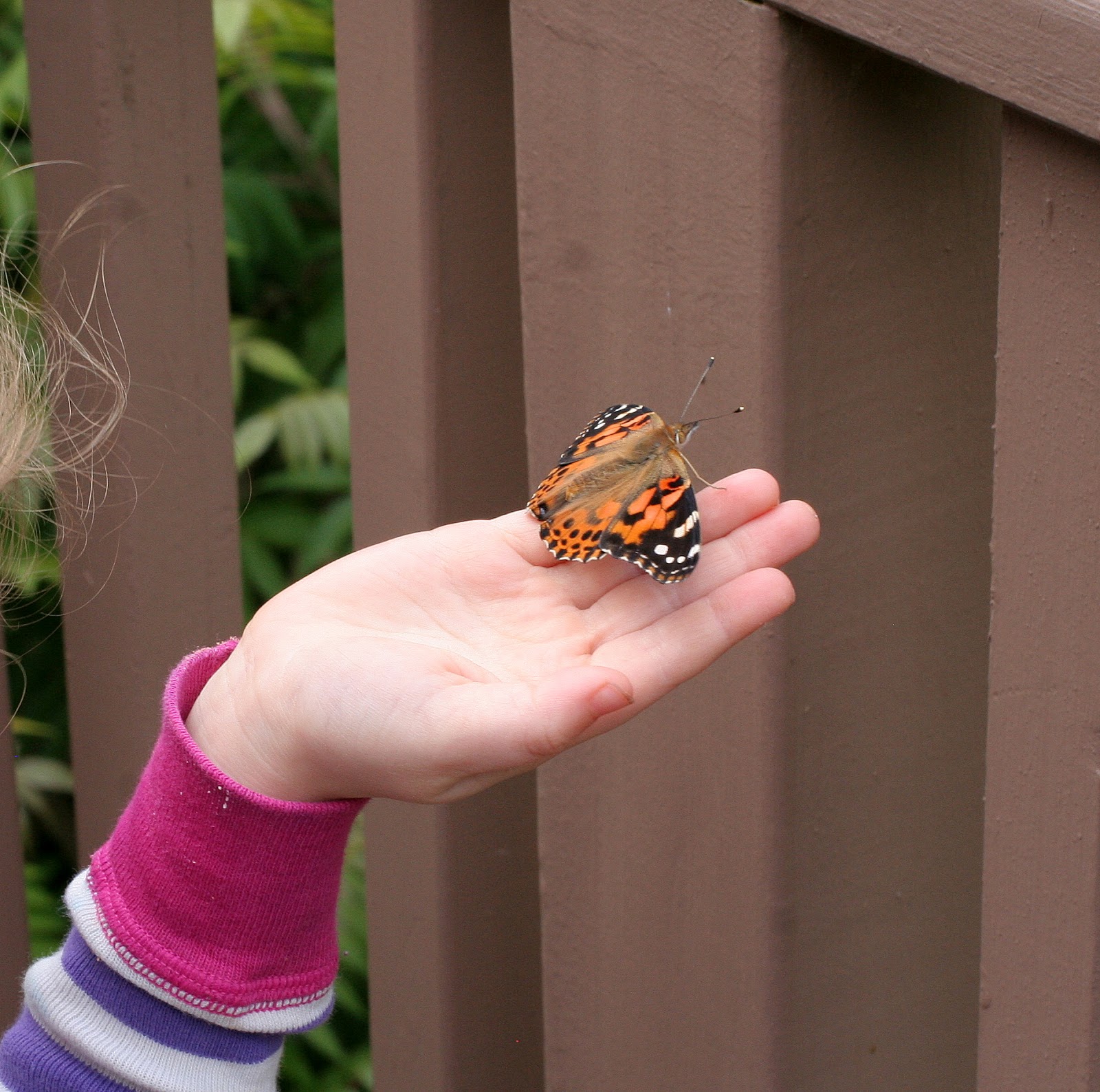 Raising Butterflies and Learning with Manipulatives