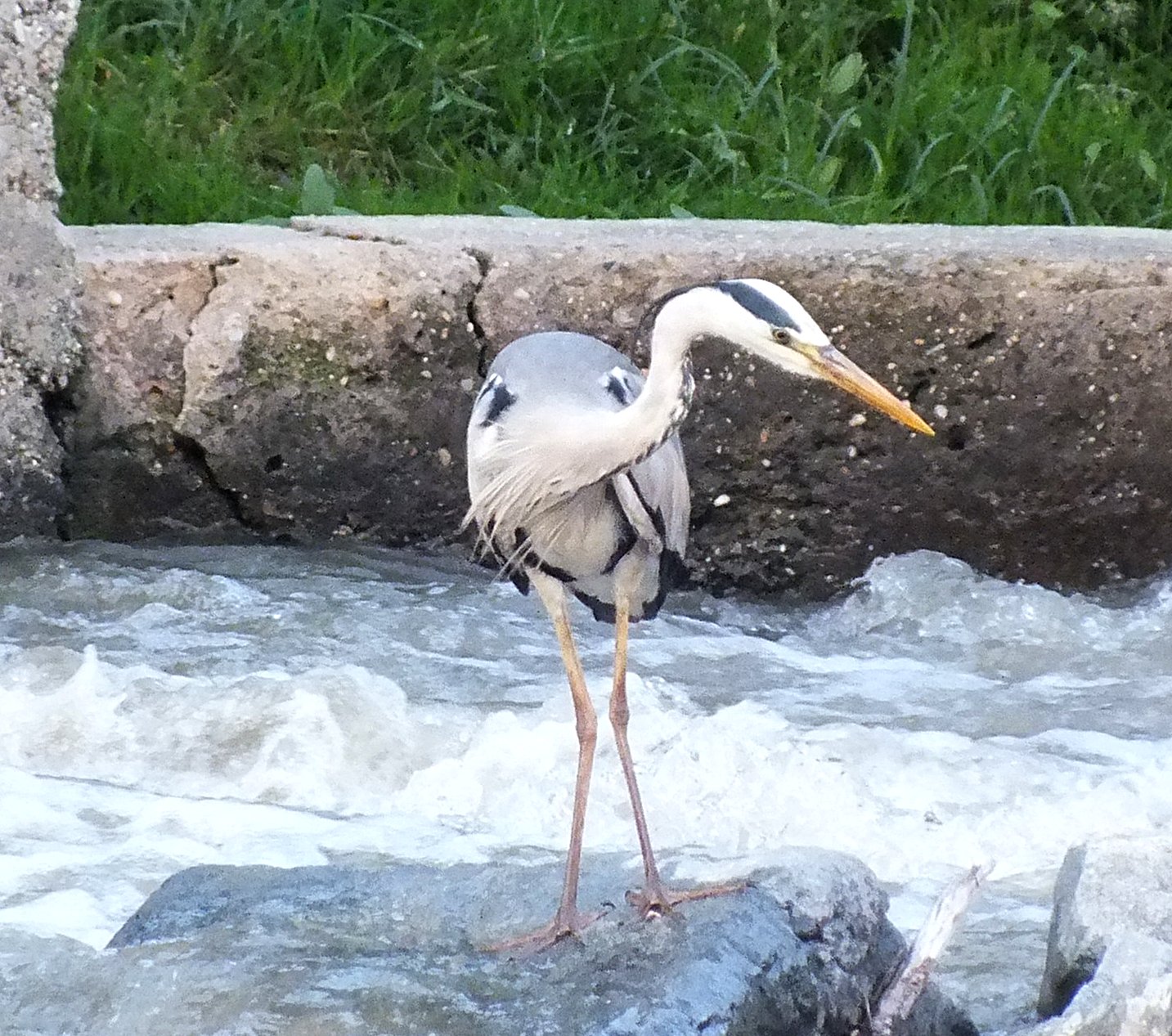 Jurnal unui desculț : starc cenusiu baraj raul vedea alexandria teleorman