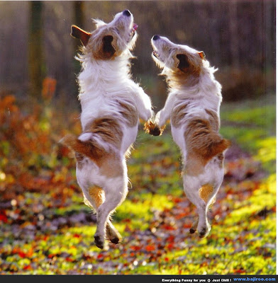 Funny dog dancing - Funny dancing. ~ Funny Pictures