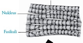 Otot Rangka (Otot Lurik) Manusia | Perpustakaan Cyber
