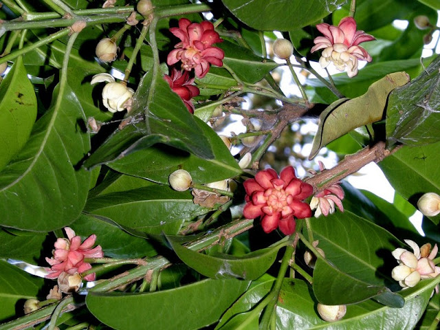 Climi, Piante e Paesaggi di Australia e Nuova Zelanda - Con Foto e ...