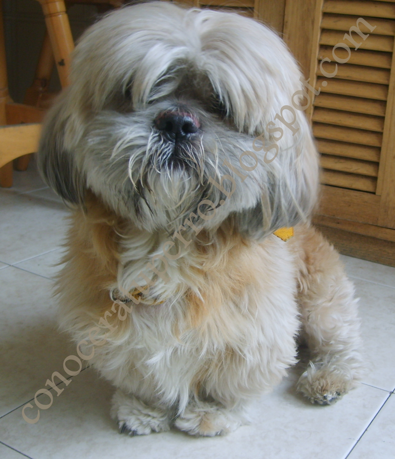Conoce a tu perro: SHIH TZU