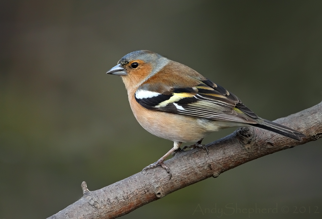 Andy Shepherd Wildlife Photography: Gold, Green and Chaff