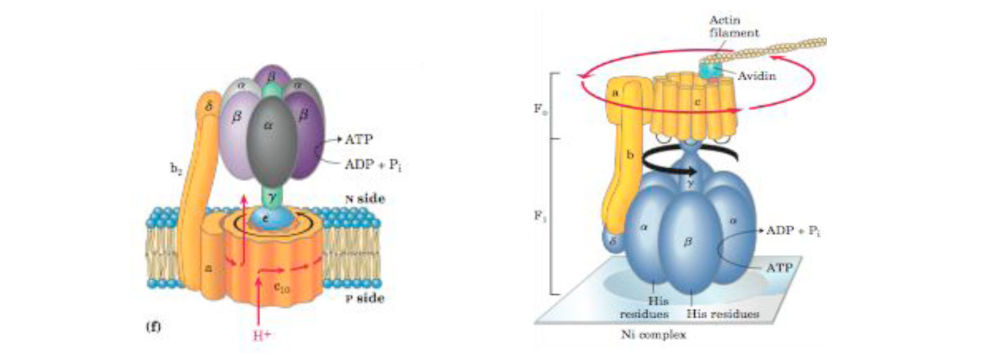 Science For All - Ciência para Todos: T57. Nature Ringing Around the Rosey