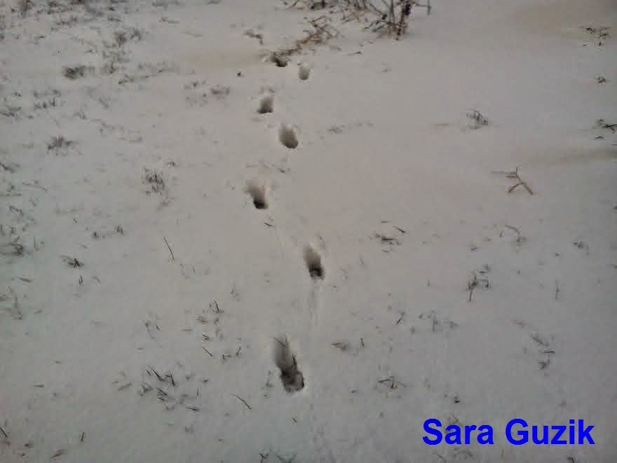 Łemkowyna, na Beskidzie Niskim: Tropy zwierząt