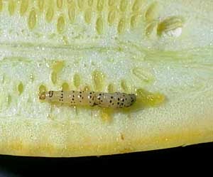 Garden Guy Hawaii: Pickleworm